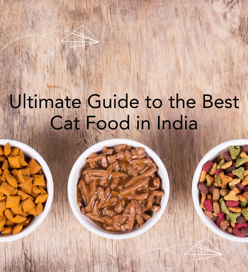 Ultimate Guide To Best Cat Food In India: Feline Nutrition Unveiled ...