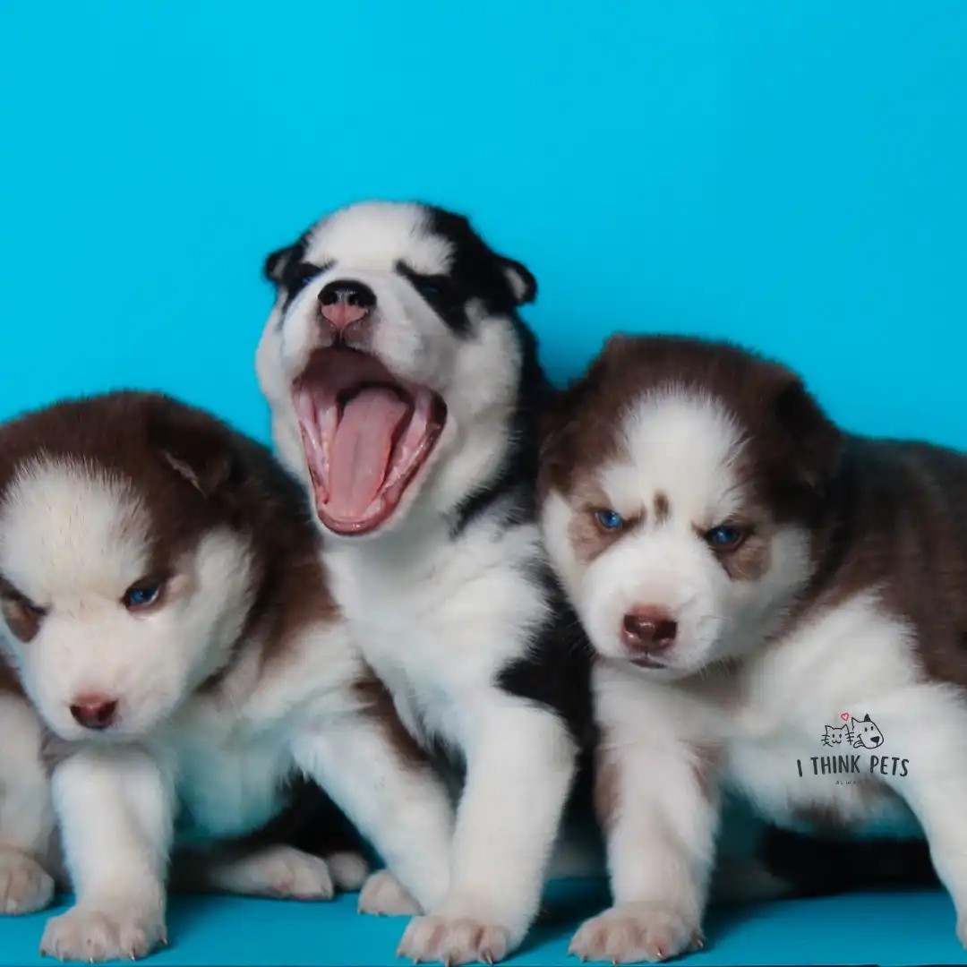 Husky Price Guide India: What To Expect As A Pet Enthusiast