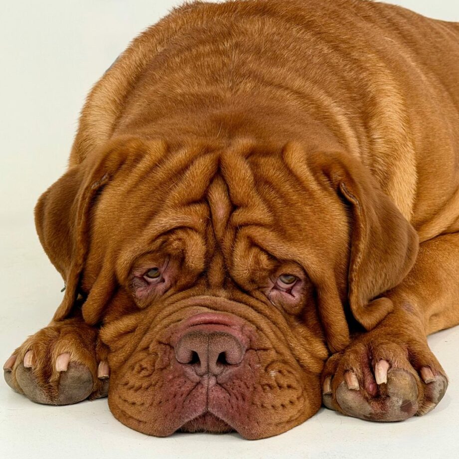 Joint Pain In Dogs: Early Signs, Causes & Treatment Options ...